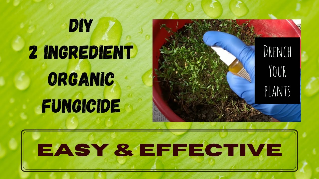 How To Make Fungicide At Home | 2-Ingredient Fungicide For Plants ...