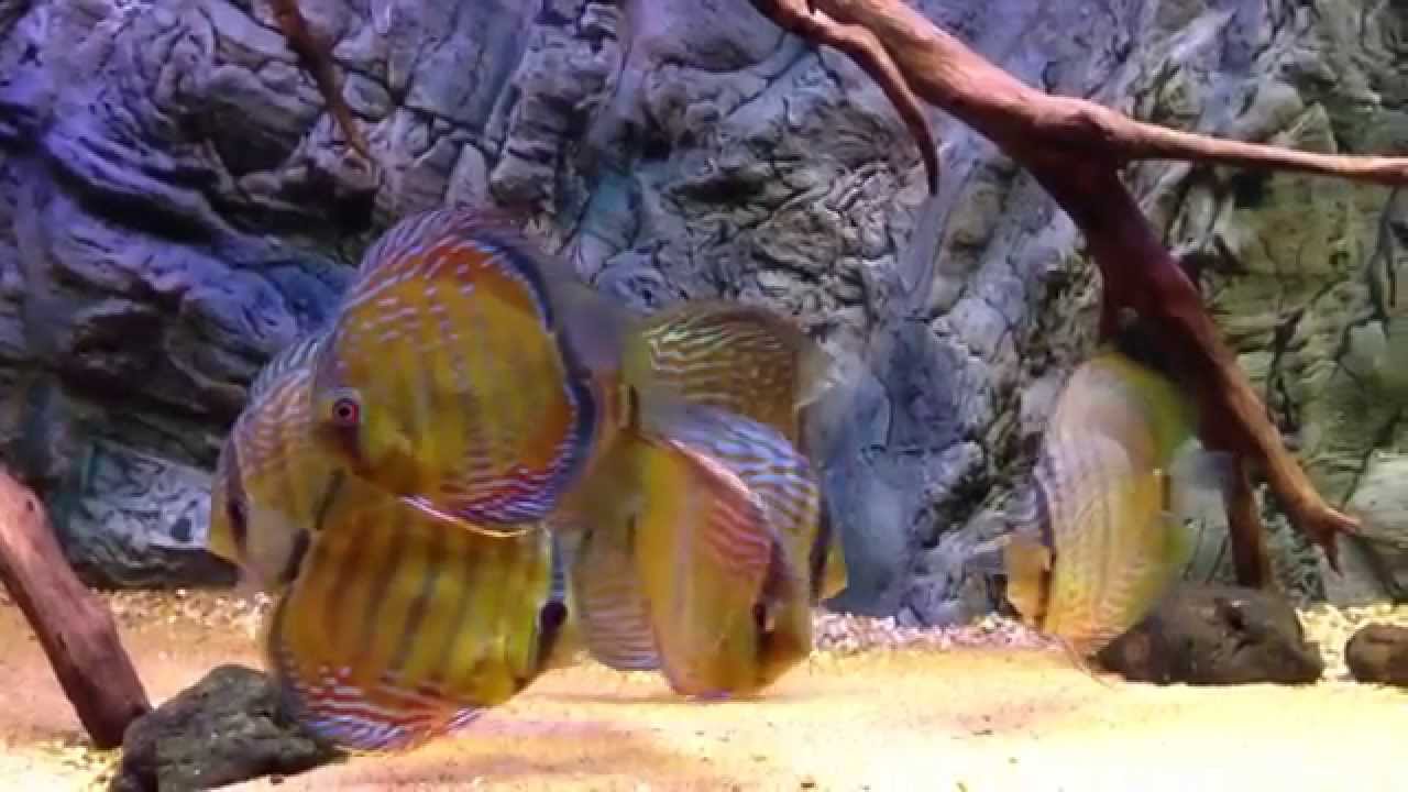 Wild Discus Biotope Closeup - YouTube