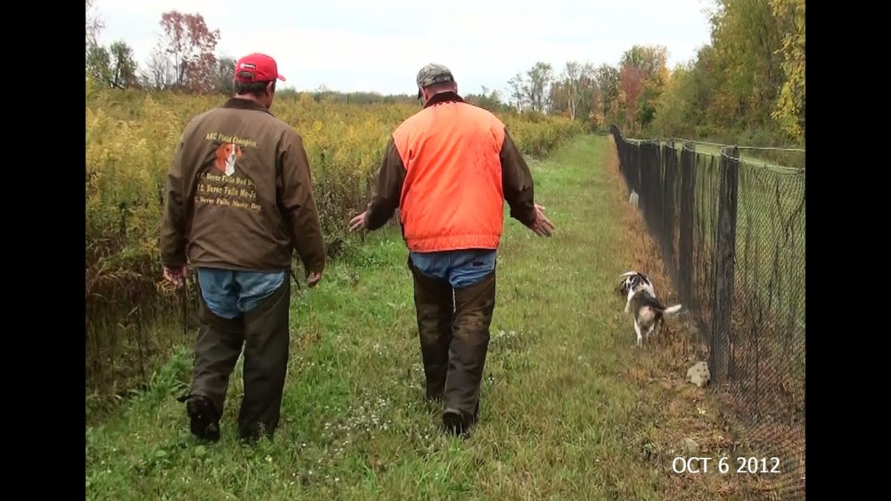 Skyview's Beagles AKC National Gun Dog Brace Trial 2012 - YouTube