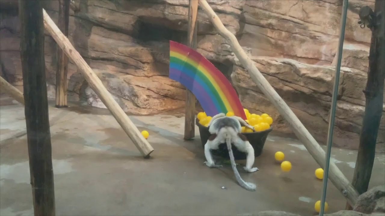 St. Patrick's Day Enrichment at the Saint Louis Zoo - YouTube