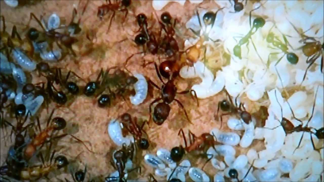Inside a Long-Legged Desert Ant Colony in The Living Desert - YouTube