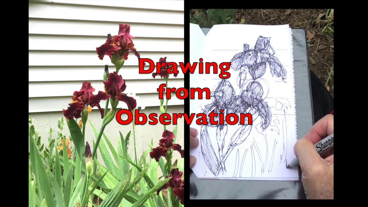 Drawing from Observation - flowers - YouTube