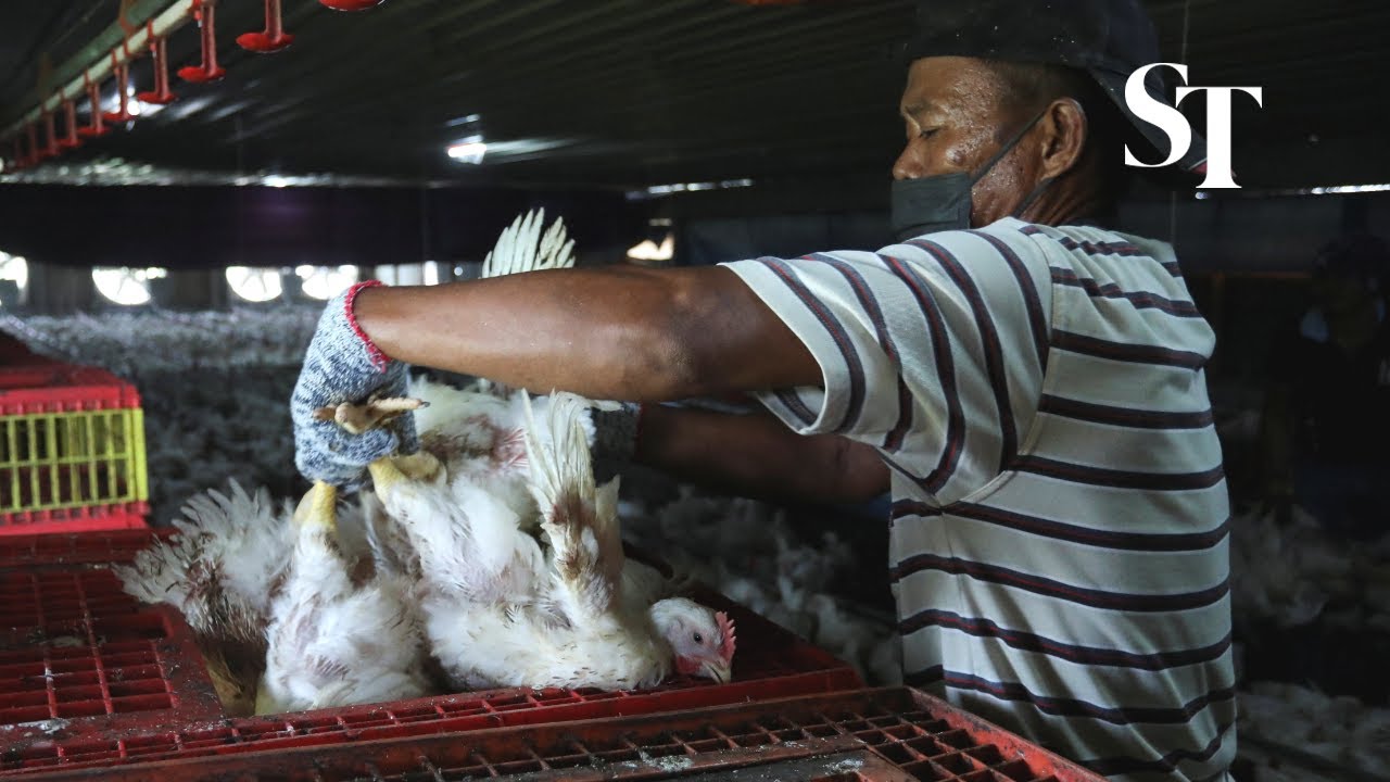 Malaysian chicken export ban weighs heavy on Singapore - YouTube