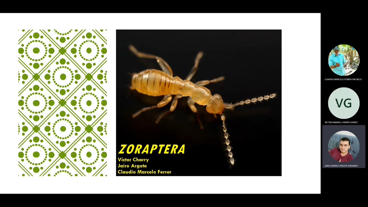 Zoraptera - YouTube