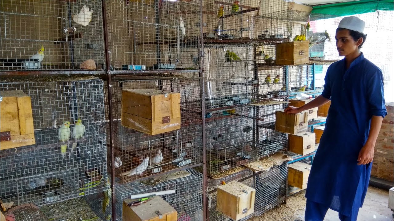 Birds Setup - YouTube