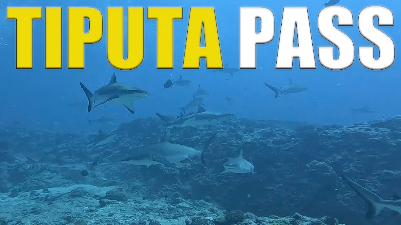 Scuba Diving Tiputa Pass In Rangiroa With 100 Of SHARKS! 🇵🇫 - YouTube