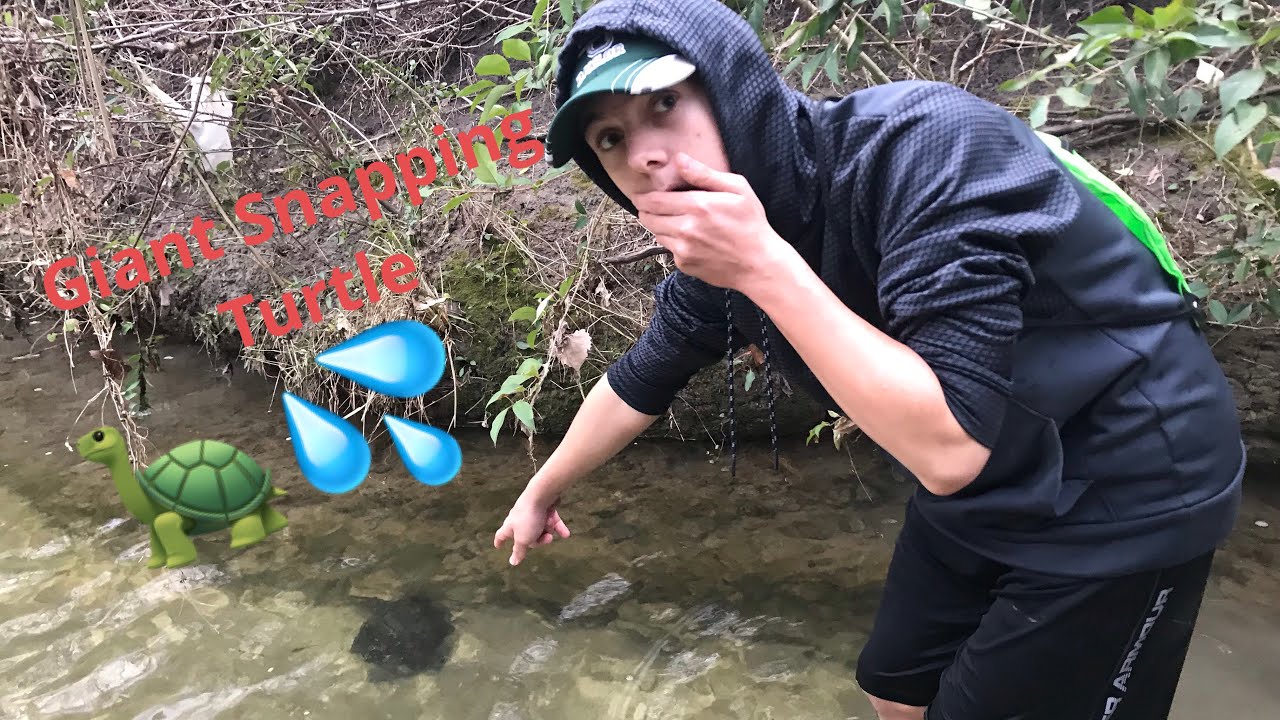 The Whole Travel! (DIVING IN) (Snapping Turtles) - YouTube