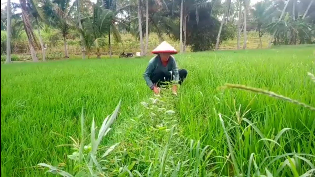 Ngarit bersama pak Poh no di areal pesawahan - YouTube