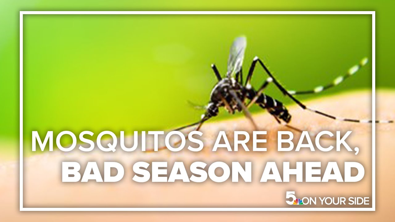 Mosquitos are back and it's looking like a bad season ahead - YouTube