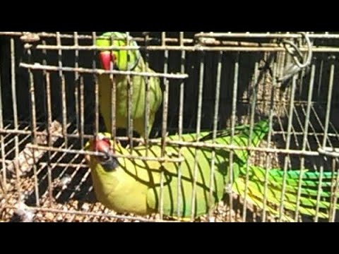 My Regular Routine Food i Give in this Ringneck Parrot Breeding Season ...