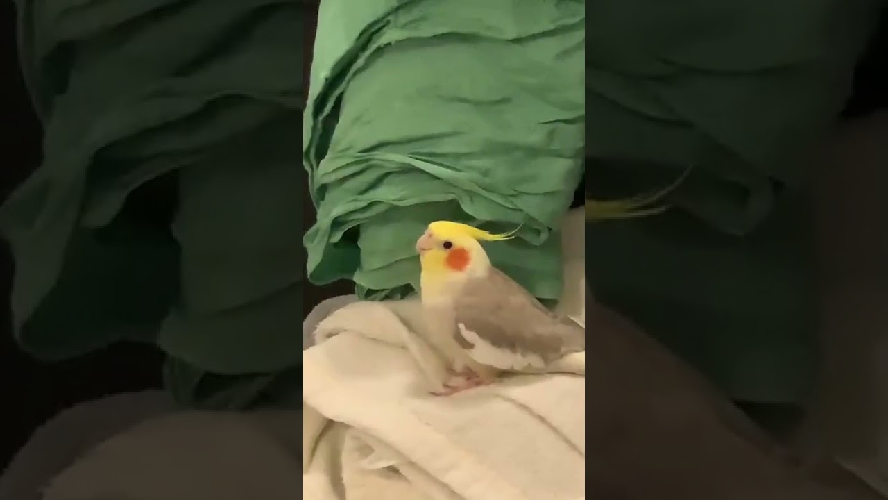 Cutest Cockatiel Singing His Signature Cookies Song - YouTube