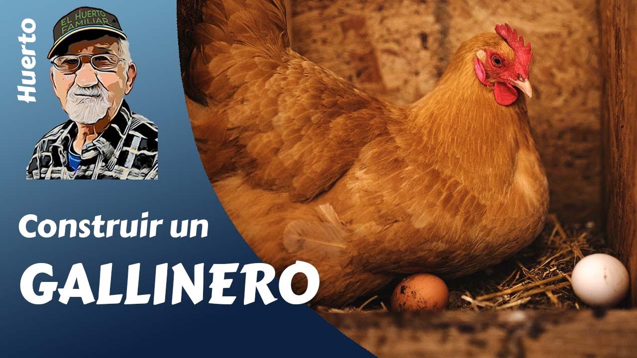 Aprende cómo construir un gallinero en el Huerto, paso a paso. ¡ Y CON AMIGOS! - YouTube