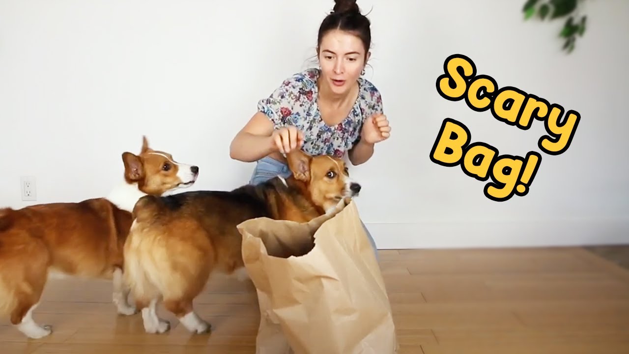 Dogs React To SCARY Mystery Bag - Doby & Blue - YouTube