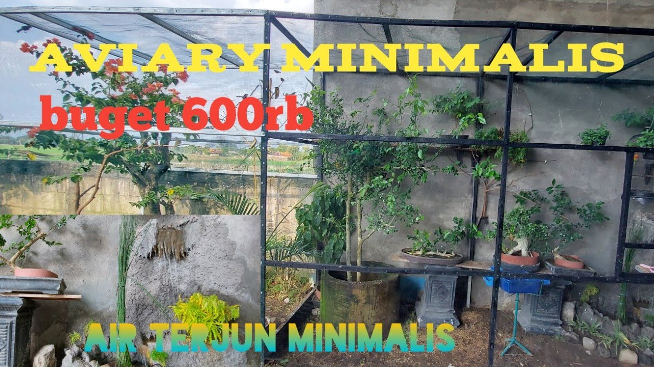 aviary minimalis part 2 | burung burung mewah - YouTube