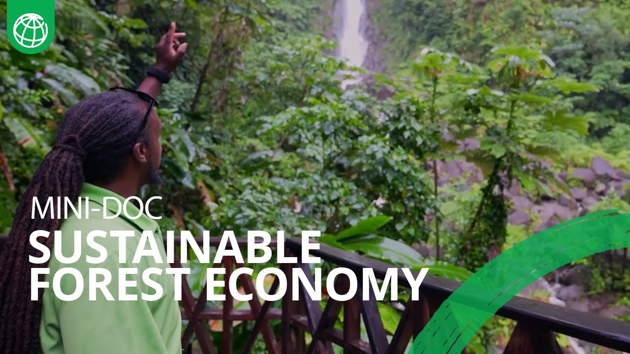 Sustainable Forest Economy: In Dominica, Nature Holds the Keys to a ...