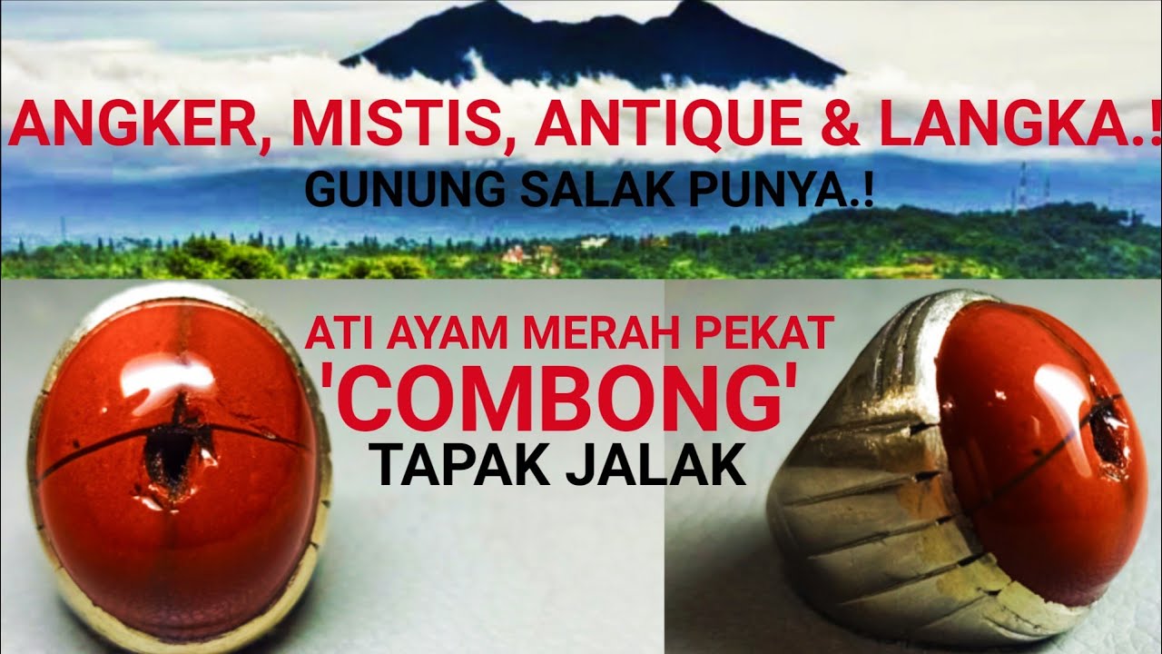 ATI AYAM MERAH DARAH PEKAT "COMBONG + TAPAK JALAK" Dijamin LANGKA ...