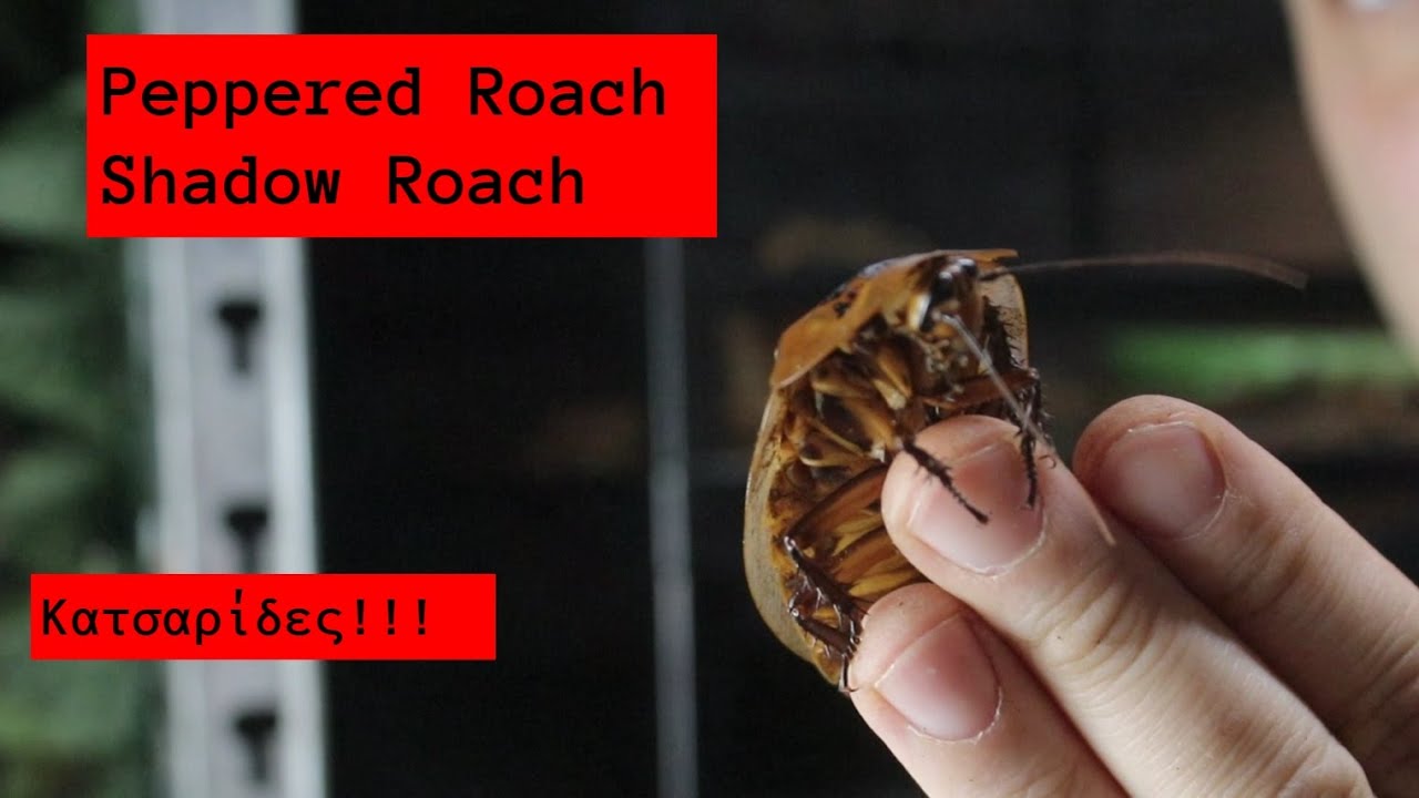 Κατσαρίδες Peppered & Shadow roaches | Feeders STRS 105 - YouTube