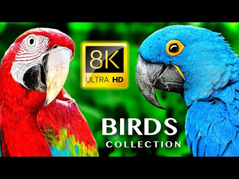 EN BÜYÜK KUŞ KOLEKSİYONU 8K 60FPS ULTRA HD - #KuşGözleme
