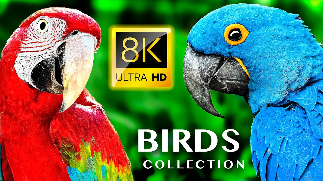 BIGGEST BIRD COLLECTION 8K 60FPS ULTRA HD - #BirdWatching - YouTube