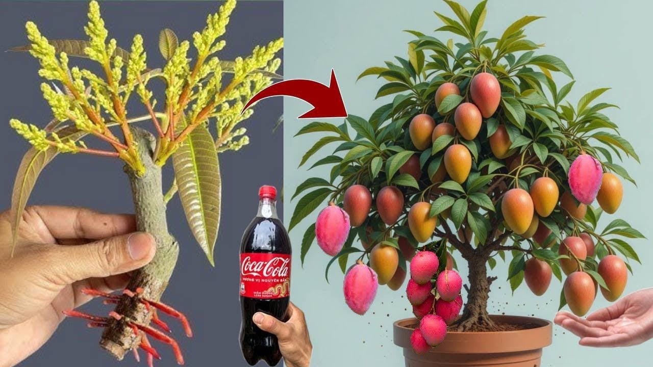 How to graft mango trees with Coca-Cola to encourage faster fruiting ...