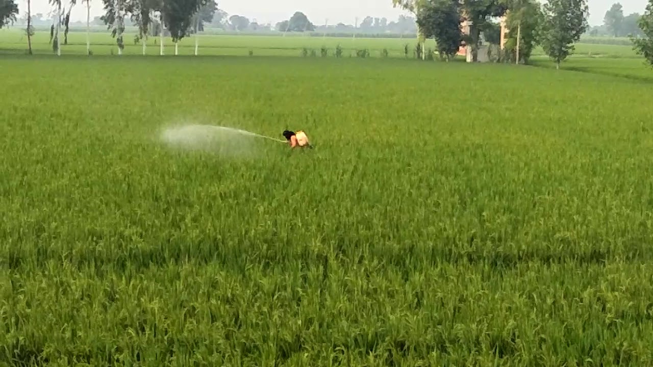 Pesticide spray on rice field - YouTube