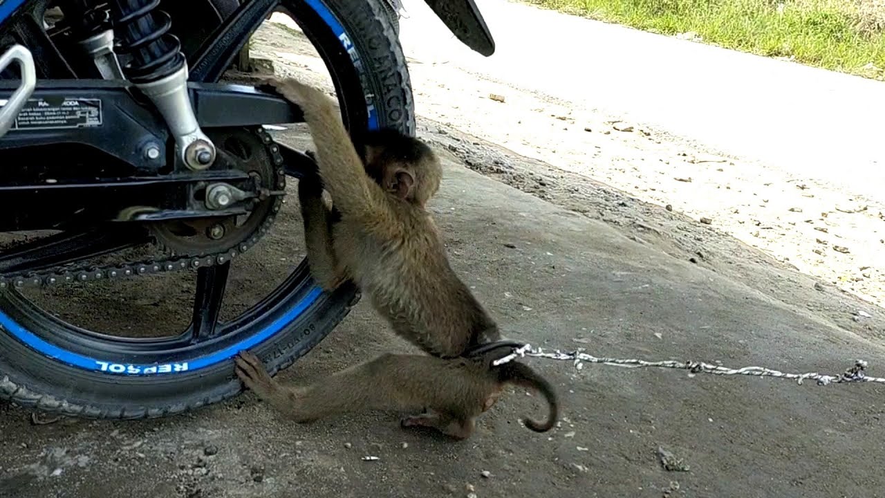 Monyet/Monkey - YouTube