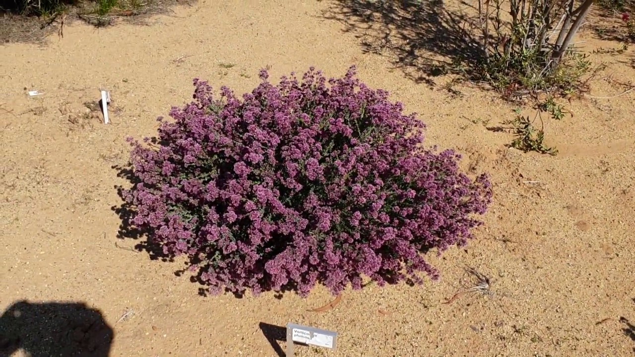 Melton Botanic Native Australian Plants Gardens - 18 November 2018 ...