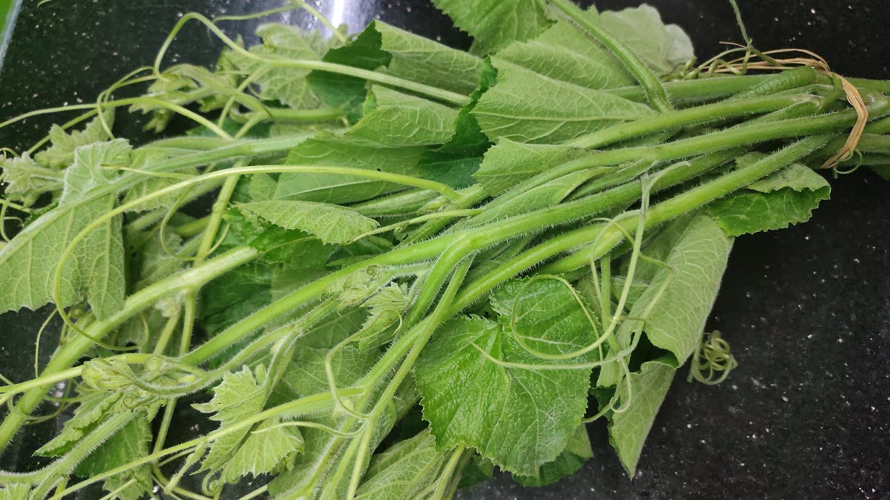 NHỮNG LỢI ÍCH TO LỚN KHI CHÚNG TA ĂN RAU BÍ NGÔ - YouTube