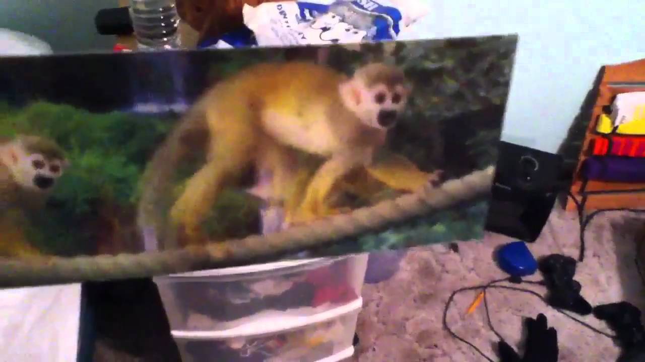 Awesome monkey thing - YouTube