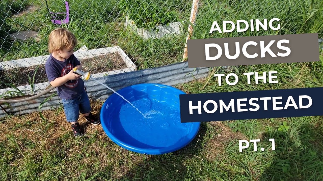 Getting ready for incoming ducks to the homestead - YouTube