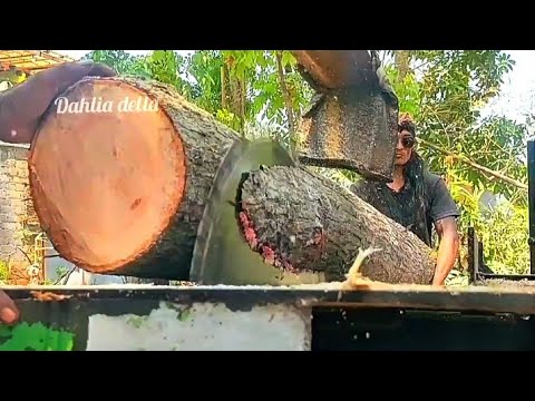 Mahogany Wood ‼️ Merajang kayu mahoni kebun dirajang gergaji bundar ...
