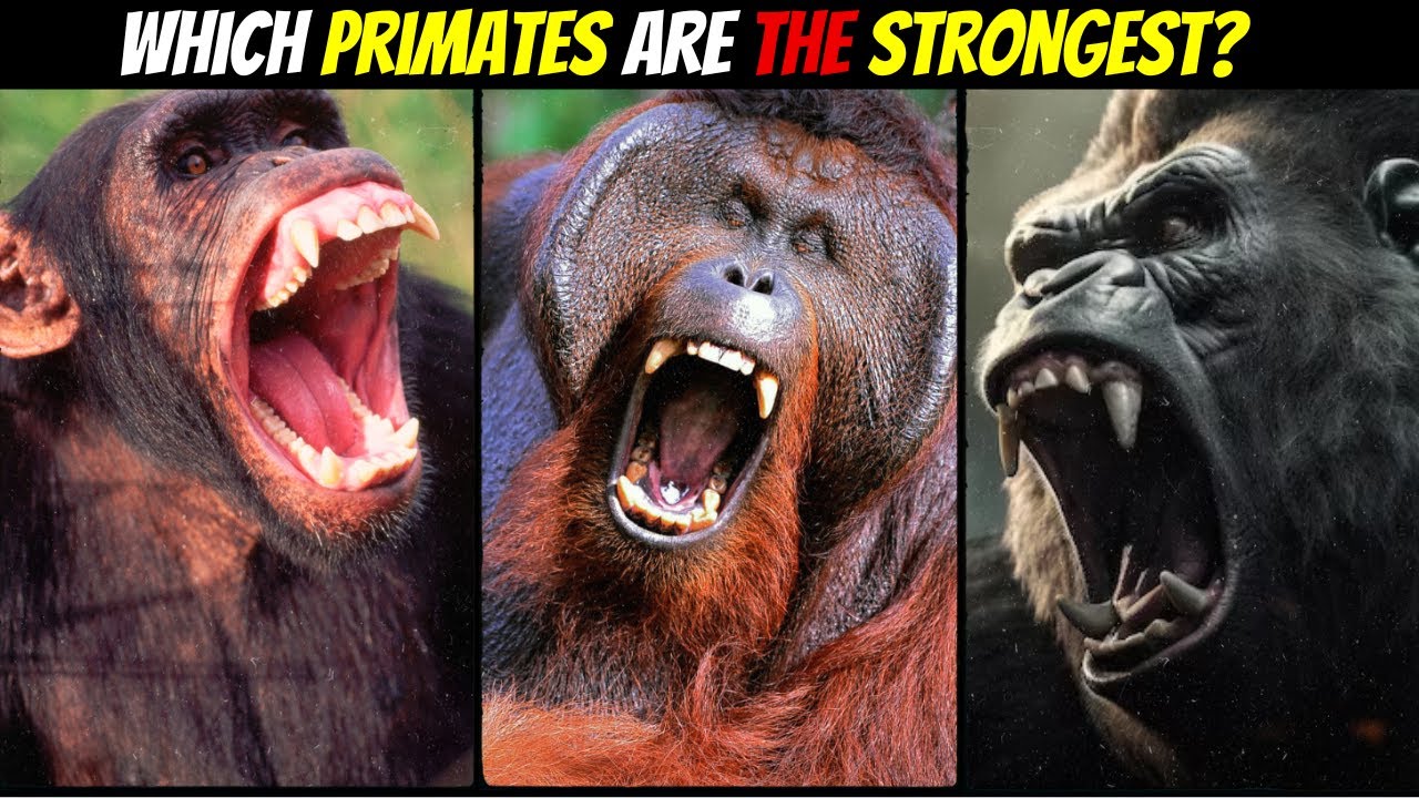 5 MOST Powerful Primates That Still Roam The Earth [Last One will Blow ...