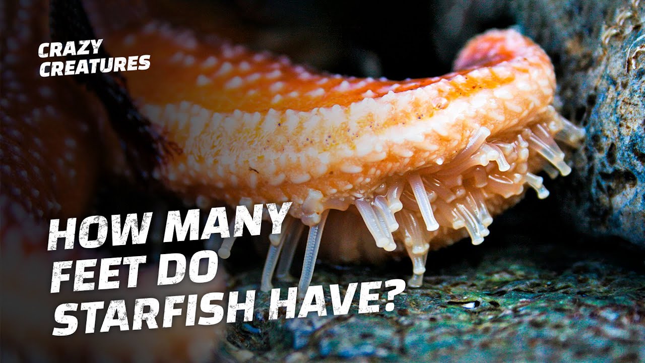 Why Do Starfish Have Thousands of Feet? - YouTube