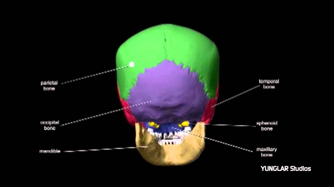 ANATOMIA HUESOS DE LA CABEZA HD - YouTube
