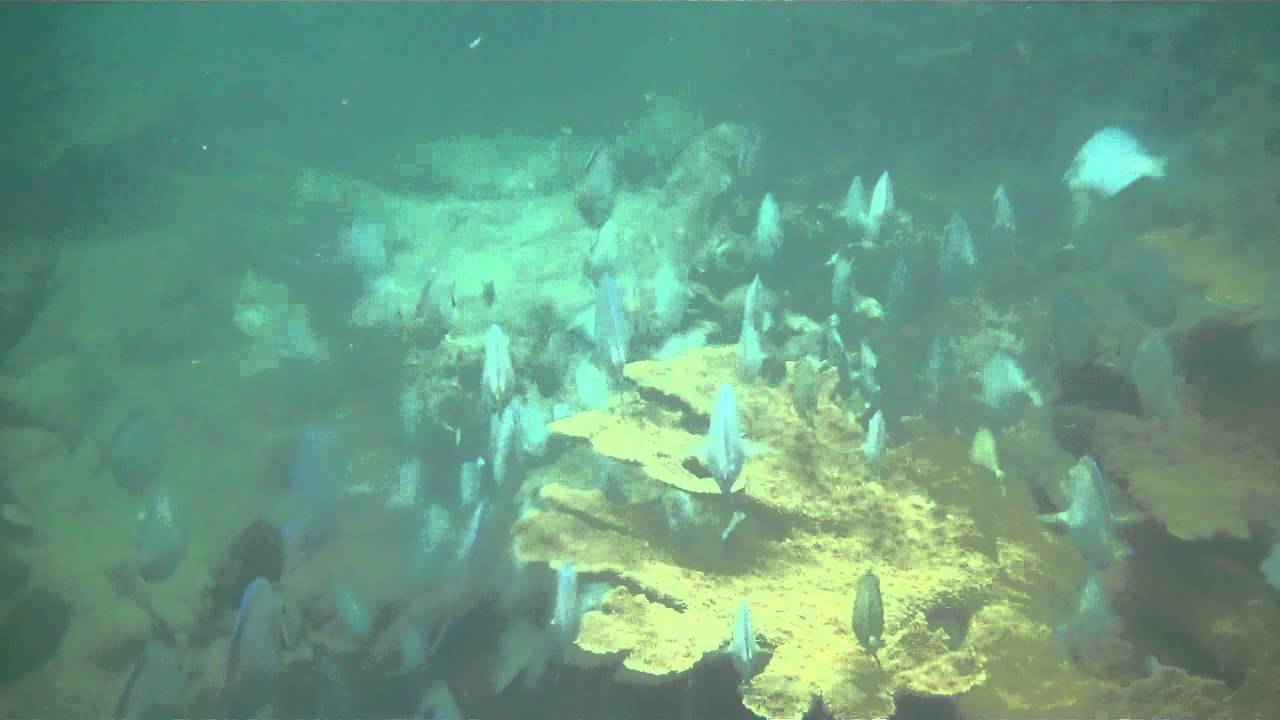 Snorkeling off of Steps Beach, Rincon Puerto Rico - YouTube