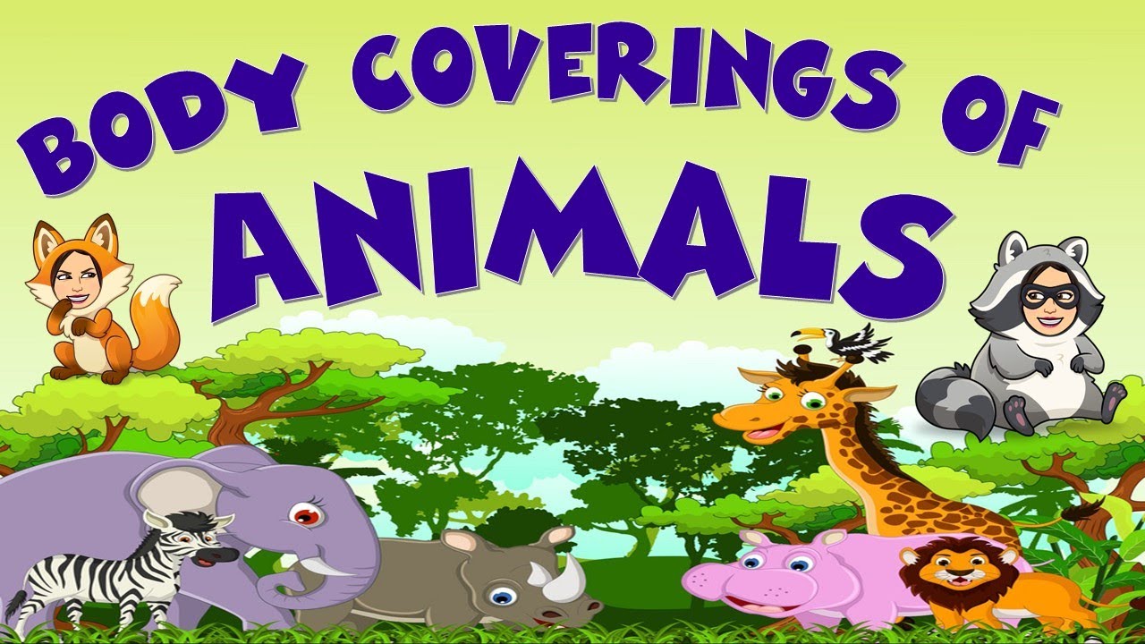 Body Coverings Of Animals Science Kindergarten Teacher Beth Class Body Coverings Of Animals Science Kindergarten Teacher Beth Class