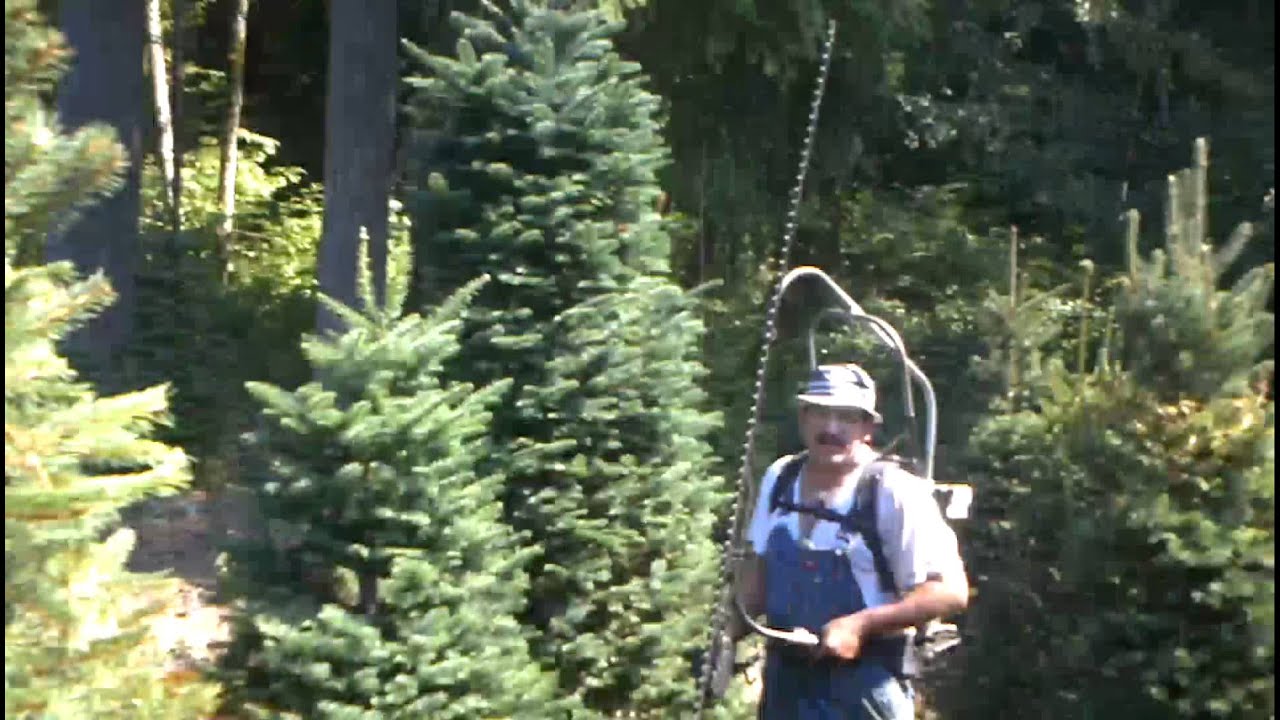 shearing xmas trees - YouTube