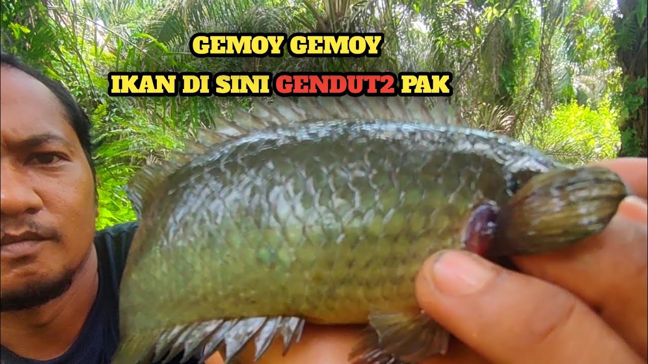 GEMOY GEMOY !! ikan di sini gendut gendut pak /mancing ikan betok babon ...