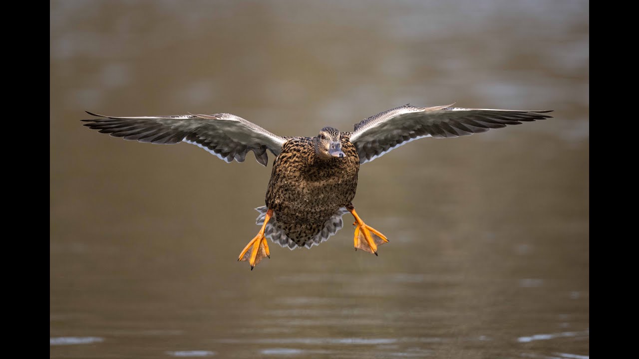 shooting ducks in flight with the Nikon Z9 and 500mm f5.6 PF - YouTube