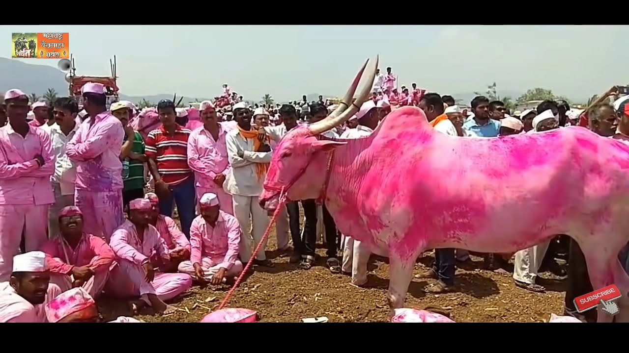 Bagad Yatra Bavdhan 2019 | बगाड यात्रा बावधन 2019 | Khatarnak Bail ...