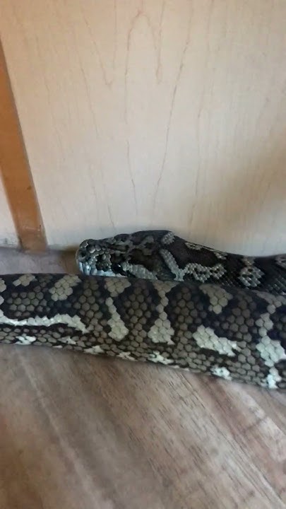 9Ft Carpet Python in Kitchen - YouTube