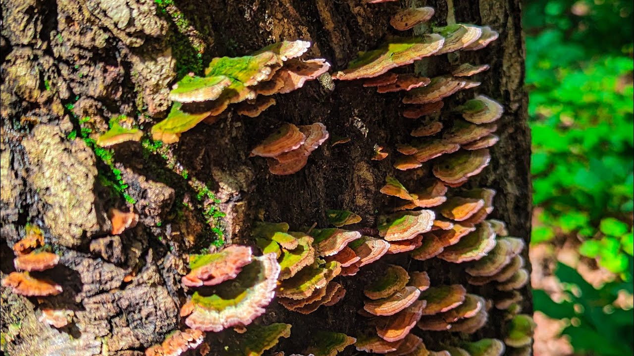 Backpacking the Berryman Loop Trail in Mark Twain National Forest - YouTube