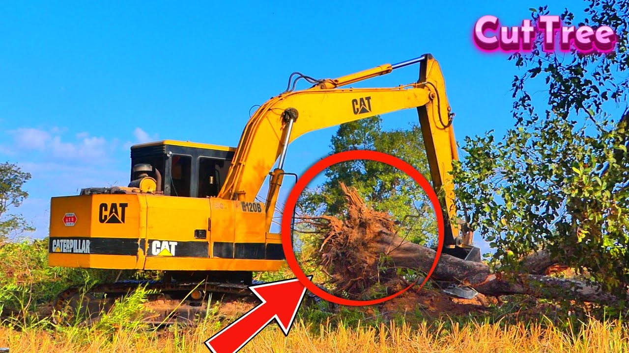 OMG! Caterpillar Excavators, Super Excavator Cut Tree, Fall Tree To ...