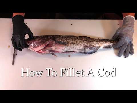 How to Fillet a Cod - YouTube