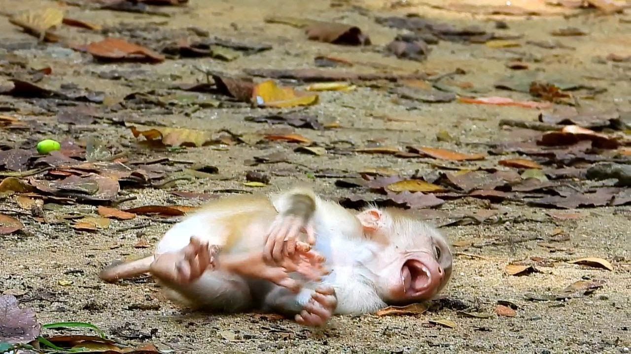really sadness! mommy monkey Libby is still keeping baby monkey Leo ...
