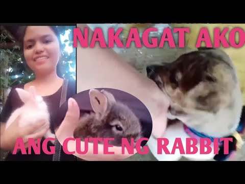 Cute na rabbit - YouTube
