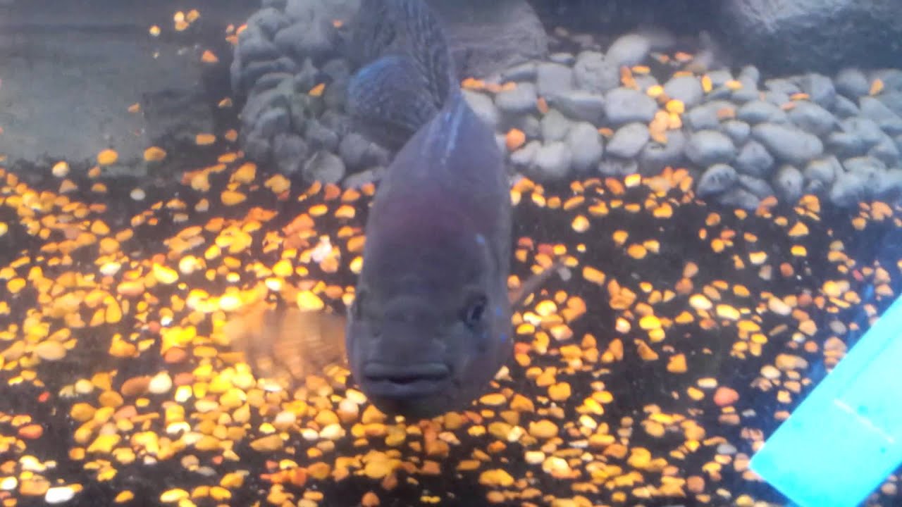 Rio mag umbee - YouTube