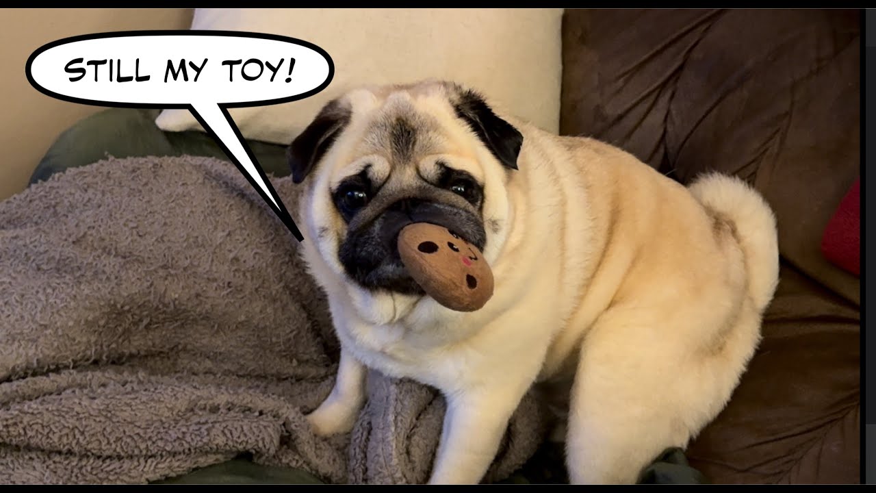 The Pug Grumble - Back together again - YouTube