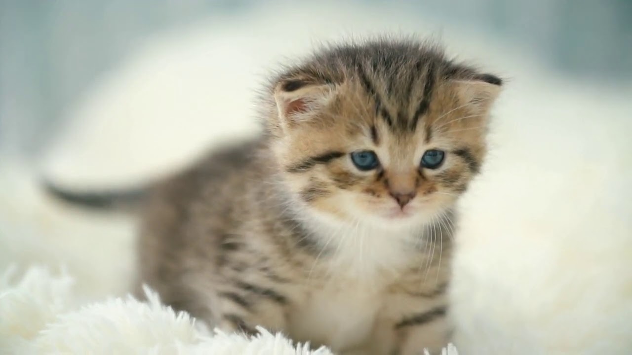 cuet cats vedios by vikas kumar - YouTube