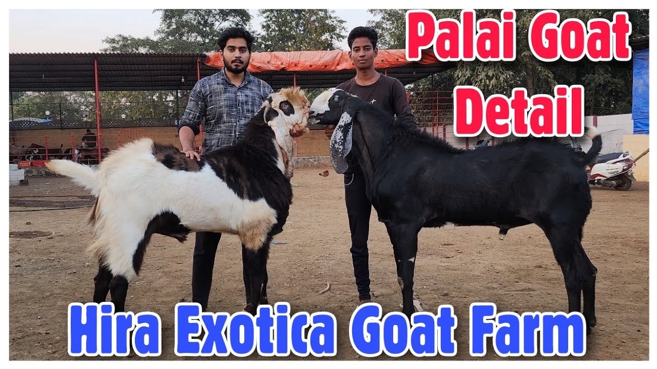 Goat Palai Detail At Hira Exotica Goat Farm Padhga | Goat Farming ...